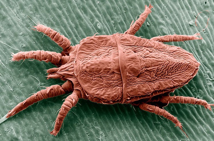 Kene ve uyuz böceği gibi organik maddelere dadanan çok küçük ...