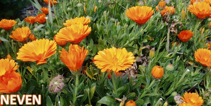 NEVEN, lekovita svojstva, čaj, recepti za mast i tinkturu ~ Recepti i Ideje