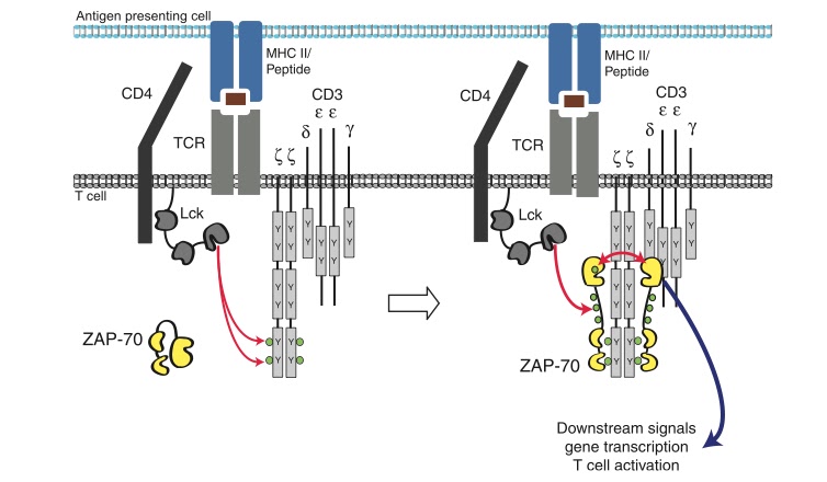 TCR, MHC, CD4 Ternary Complex Structure: Downstream signalling
