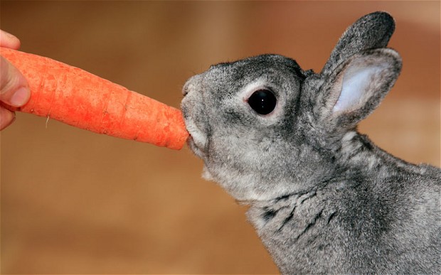 The GW Ax: Do Rabbits Actually Have Good Eyesight, from all the Carrots ...