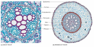 Struktur Dan Fungsi Jaringan Tumbuhan - BELAJAR BIOLOGI BERSAMA