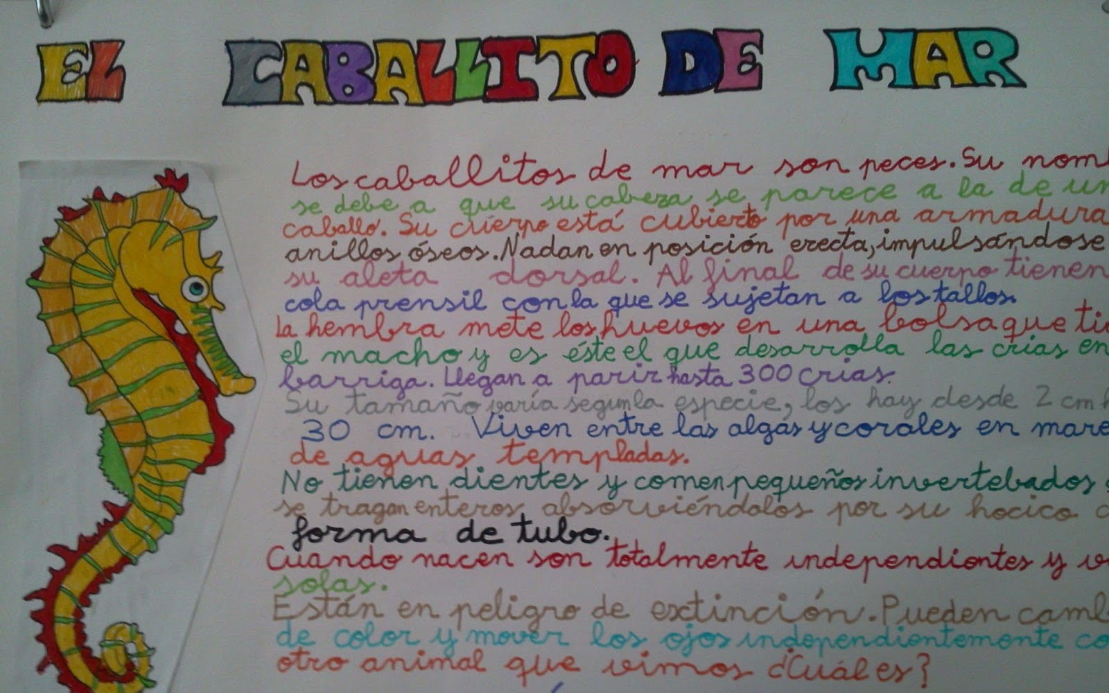 CEIP EL ZARGAL. FIRST GRADE. A: LOS CABALLITOS DE MAR. PABLO Y FRAN