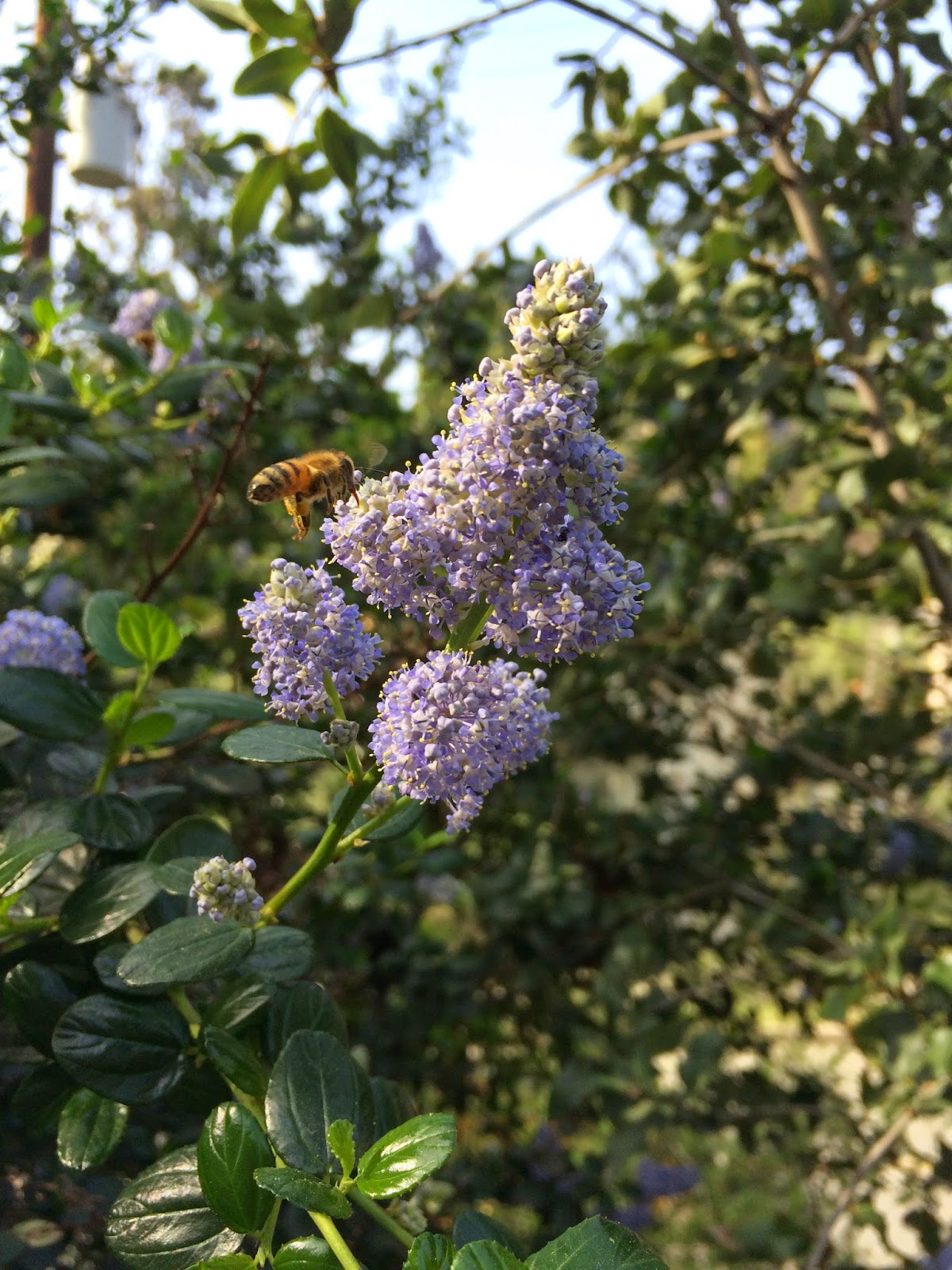 mindful mule: and now the Wild Lilac (Ceanothus)