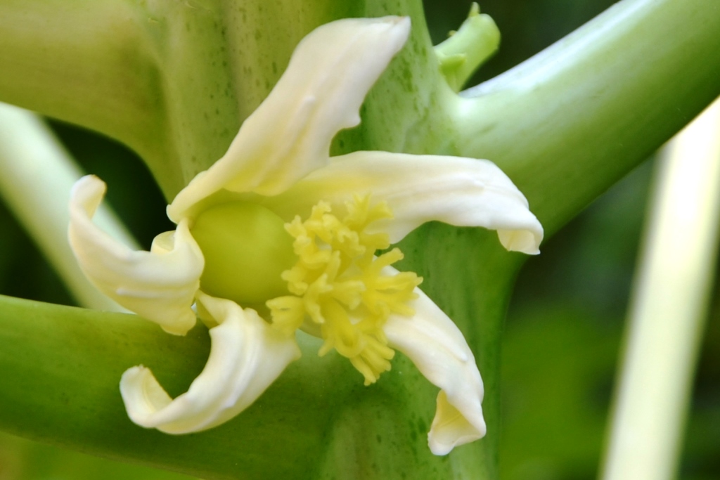 My little vegetable garden: Papaya flower, will it turn to fruit?