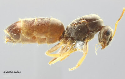 :: Lasius neglectus ::lasius neglectus