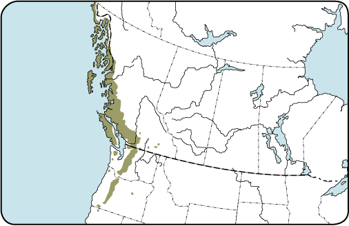 Vancouver Island Big Trees: World's Largest Yellow Cedars Are On ...