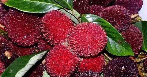 ANAK POKOK BUAH PULASAN