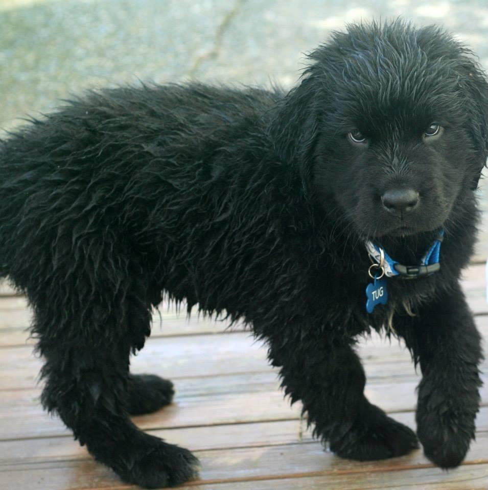 True Newfoundland Dog Lovers: UNBEARABLY CUTE