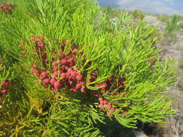 Brunia Flower Best Images Photography - Gardening