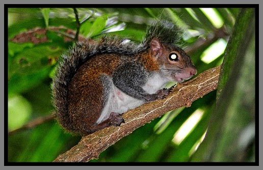 Beszamel i spółka bez ograniczeń: Sciurus deppei - nadrzewna wiewiórka ...