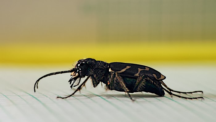 BiorOrbs: Besouro Tigre: O Caçador Cego