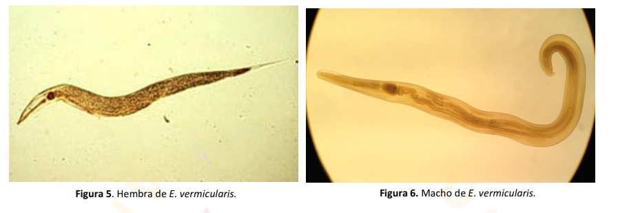 ENTEROBIUS VERMICULARES ( OXIUROS)