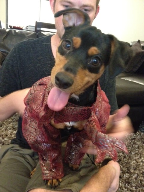 Anze the Doxiepin in his Raptor Dog Costume ~ Anze the DoxiePin Dog