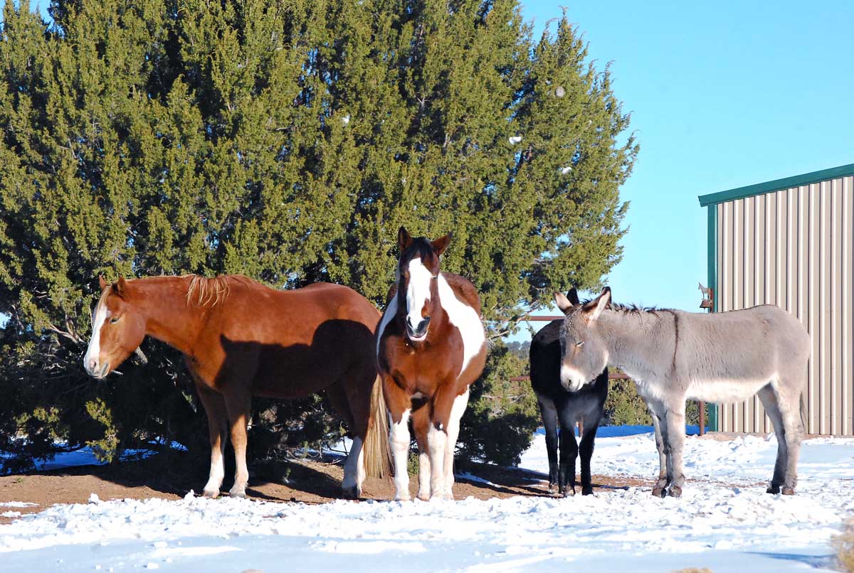 The 7MSN Ranch: The Mighty Juniper