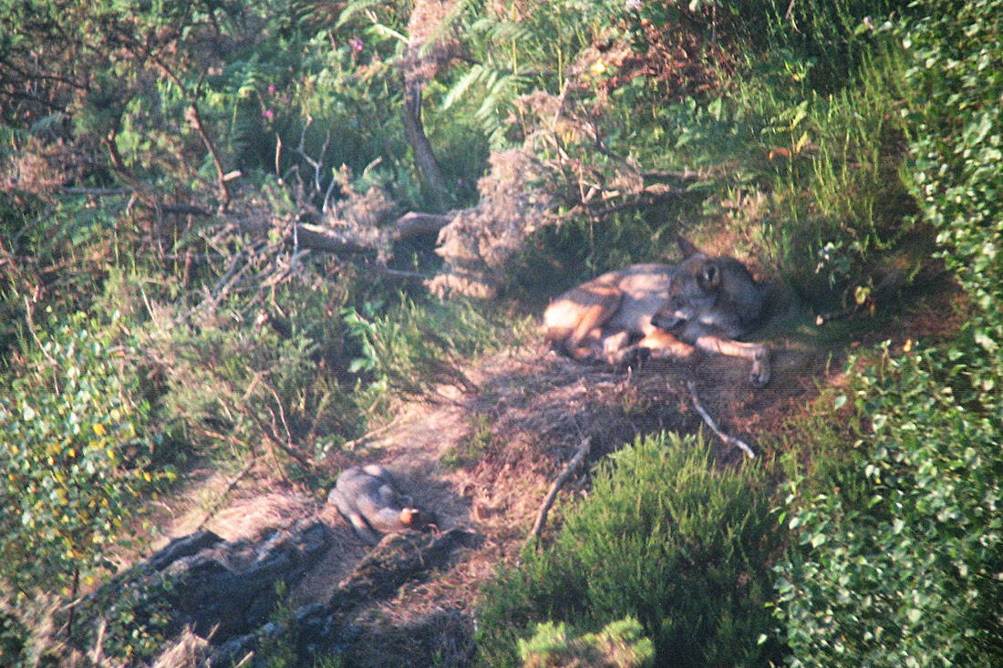 Naturaleza Cantábrica: Los días felices de unos cachorros de lobo