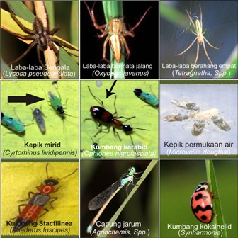 Cara Mengatasi dan Mengendalikan Hama Wereng Pada Tanaman Padi