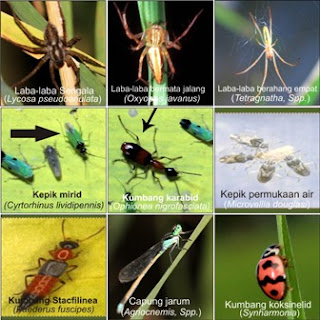 Cara Mengendalikan Wereng Hijau Dengan Menggunakan Musuh Alami Supaya ...