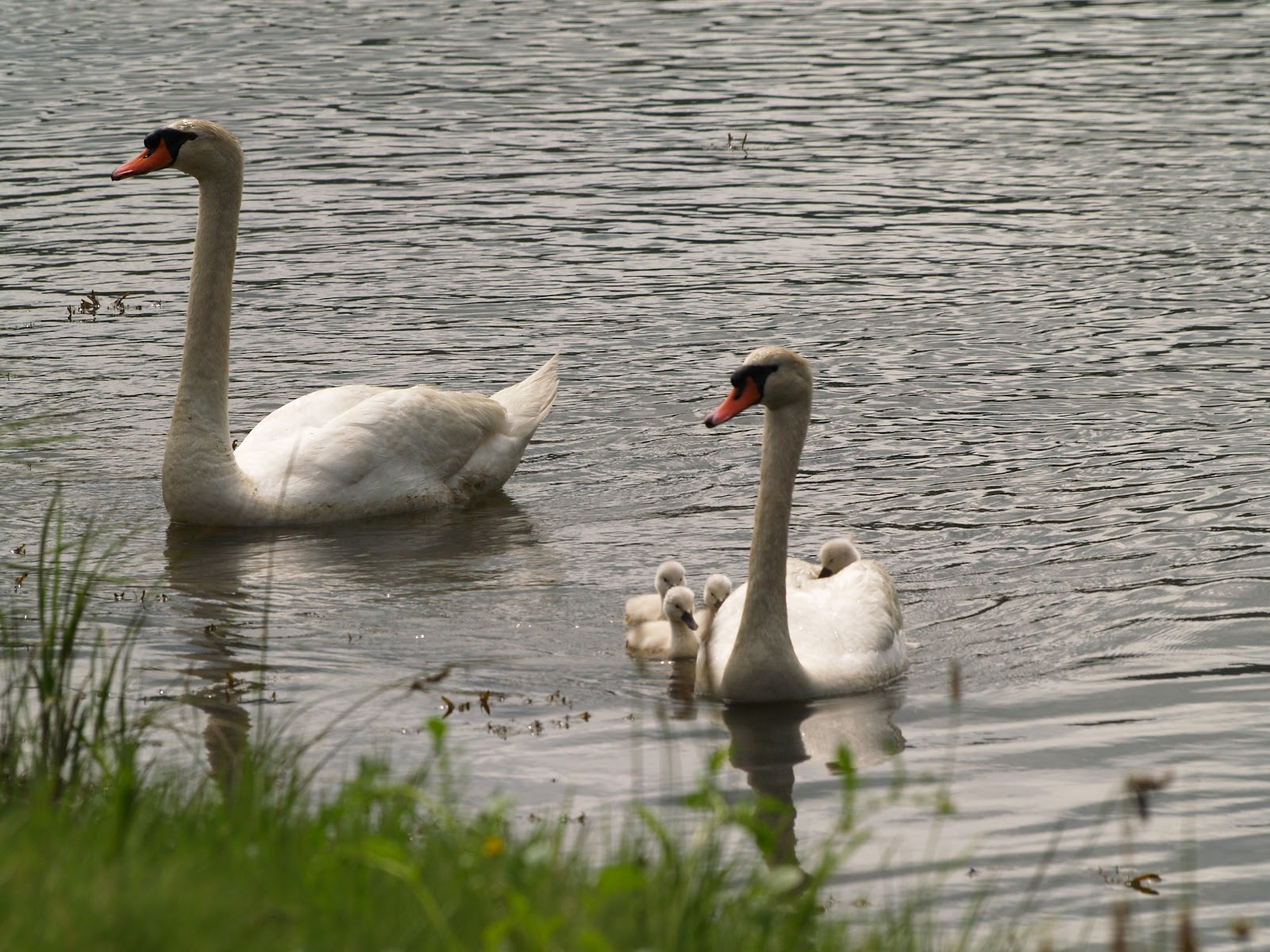 Fotografiando mi Mundo: Cisnes,Garzas...