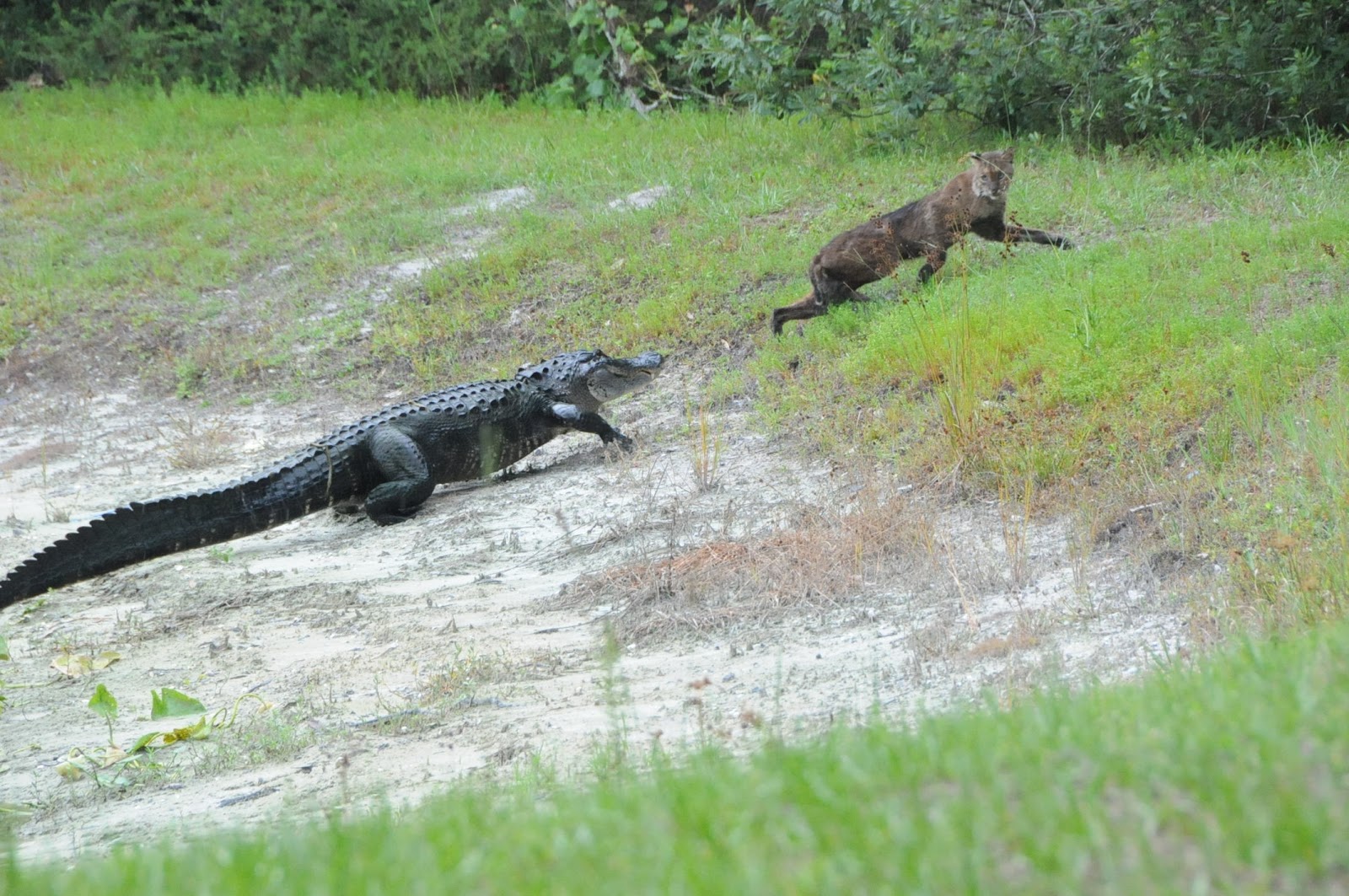 cabin talk: gator vs bobcat