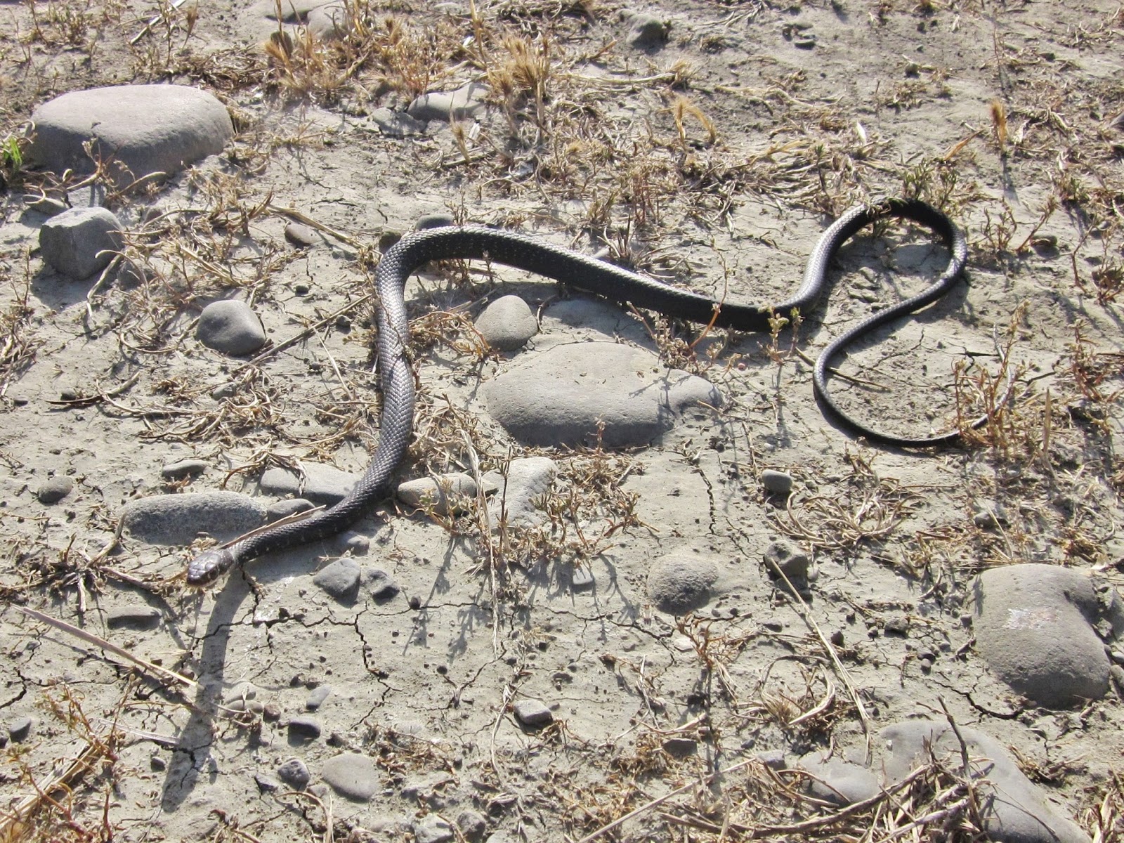 Ερπετά και αμφίβια της Κύπρου - Reptiles and amphibians of Cyprus by ...