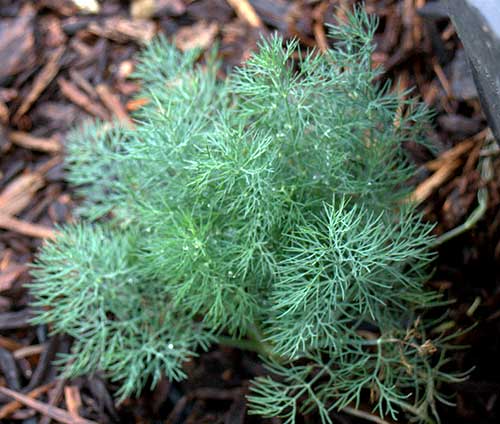 O aneto necessita de luz solar direta pelo menos por 5 horas diariamente.