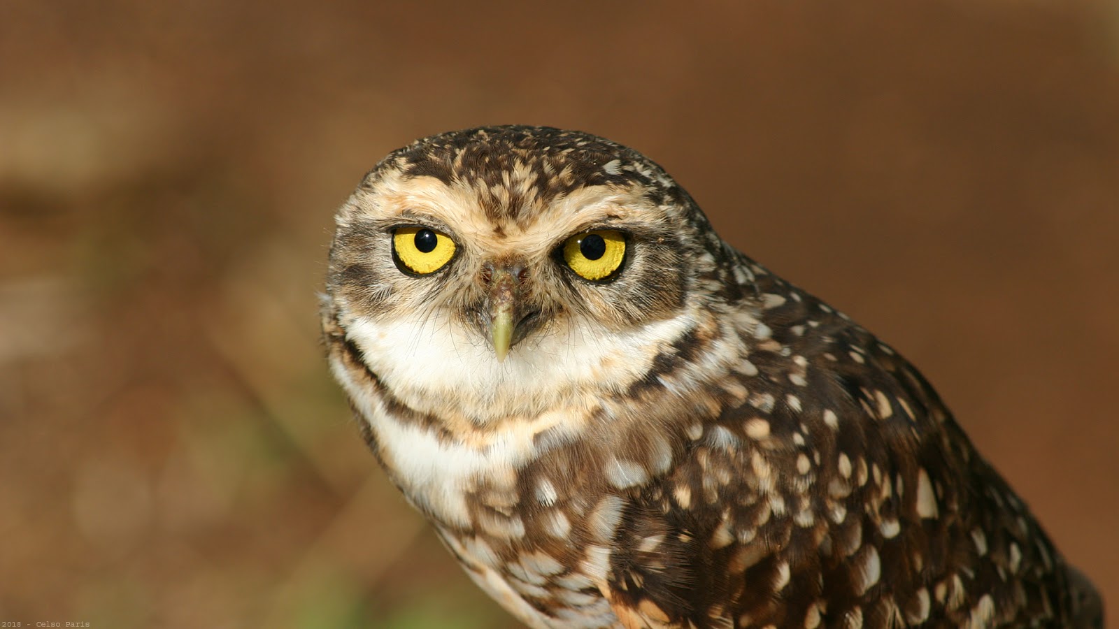 Birds of Southeast Brazil