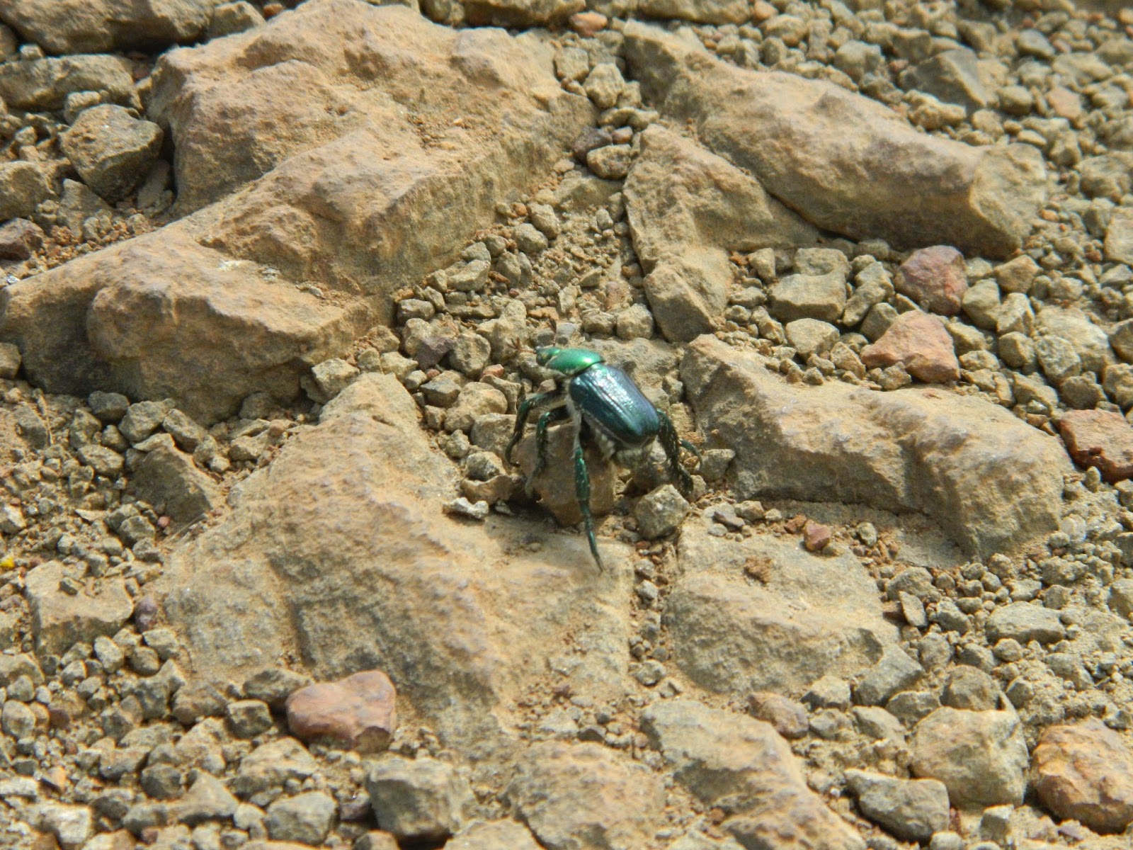 Mankawada: Unsold Gems of Maharashtra