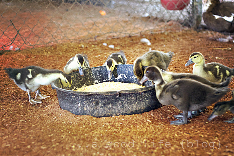 a good life.: ducks + goats + pigs.