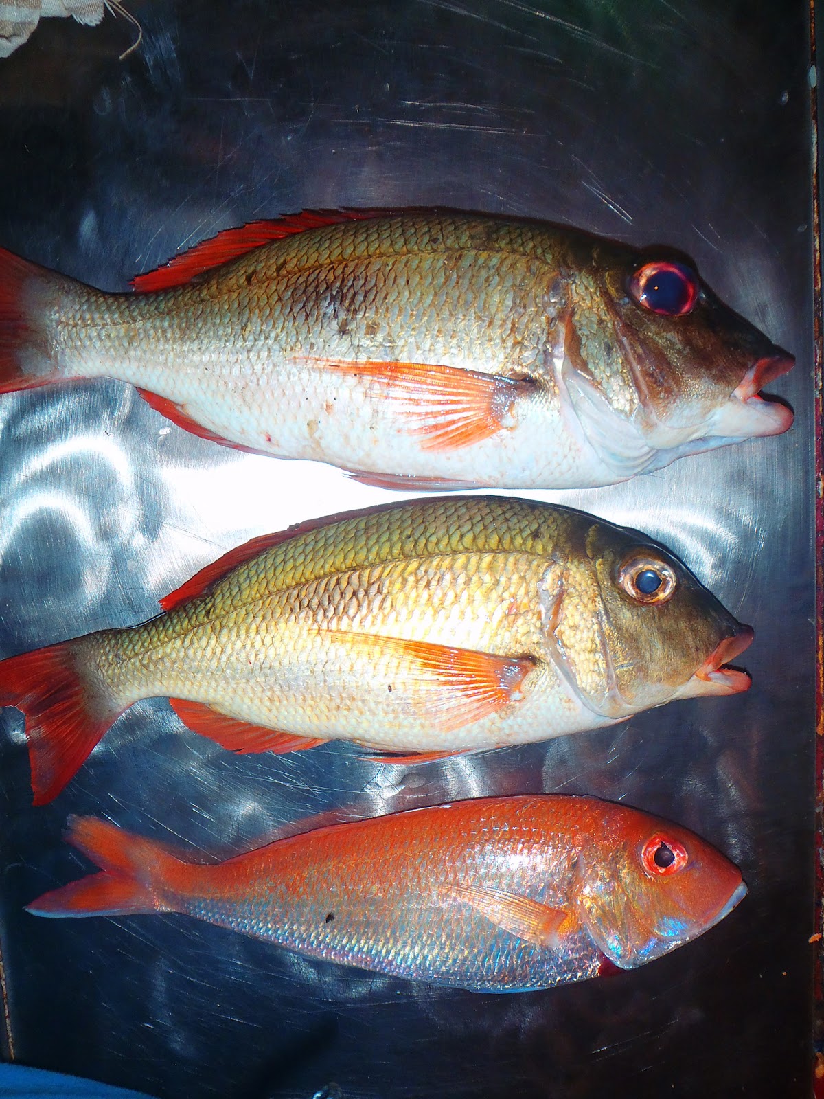 Loulou sur le Caillou: Dengue, Bringues et Valdingues