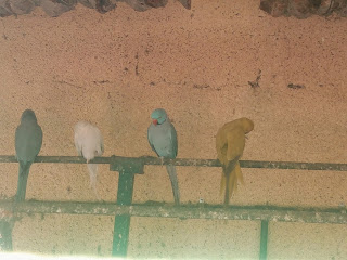 Mumbaikars In Muscat: A visit to Barka Zoo