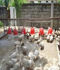 Mahat Terhebat Farm: Penternakan Itik Muscovy / Itik Nila / Itik Serati