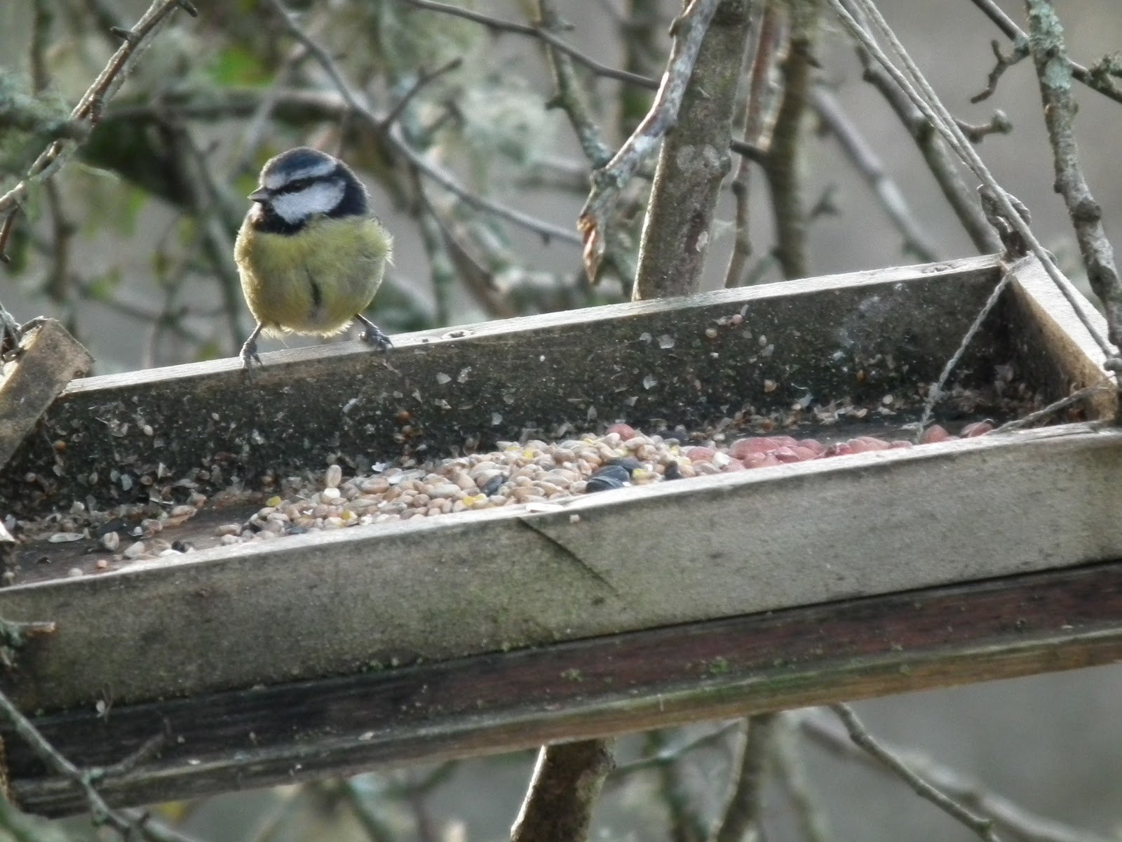 The Life and Times of this Old Git: Latest Bird blog