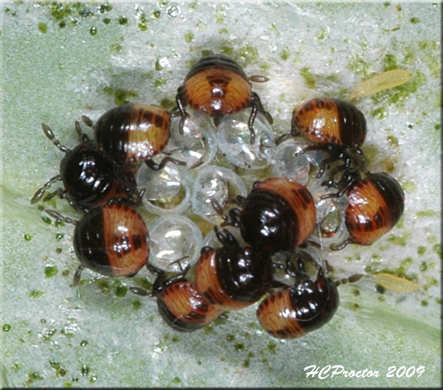 The Home Bug Garden: A Week for the Bugs: Part I – It’s all in the beak