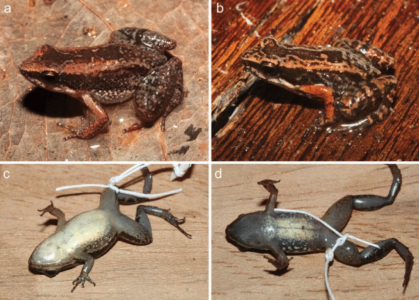 Species New to Science: [Herpetology • 2020] Allobates pacaas • A New ...