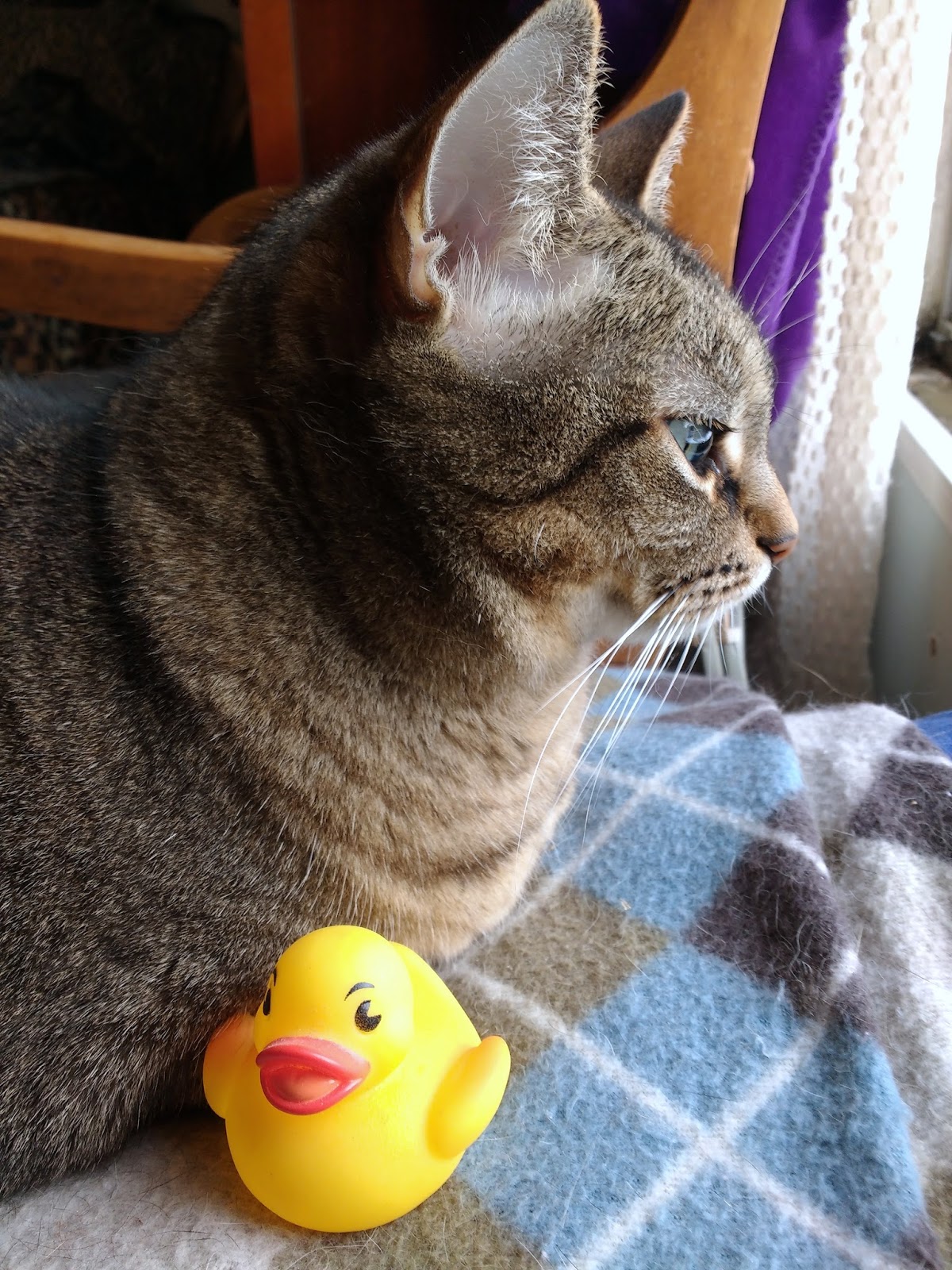 Cats of Wildcat Woods: Happy Rubber Ducky Day - Jan. 13