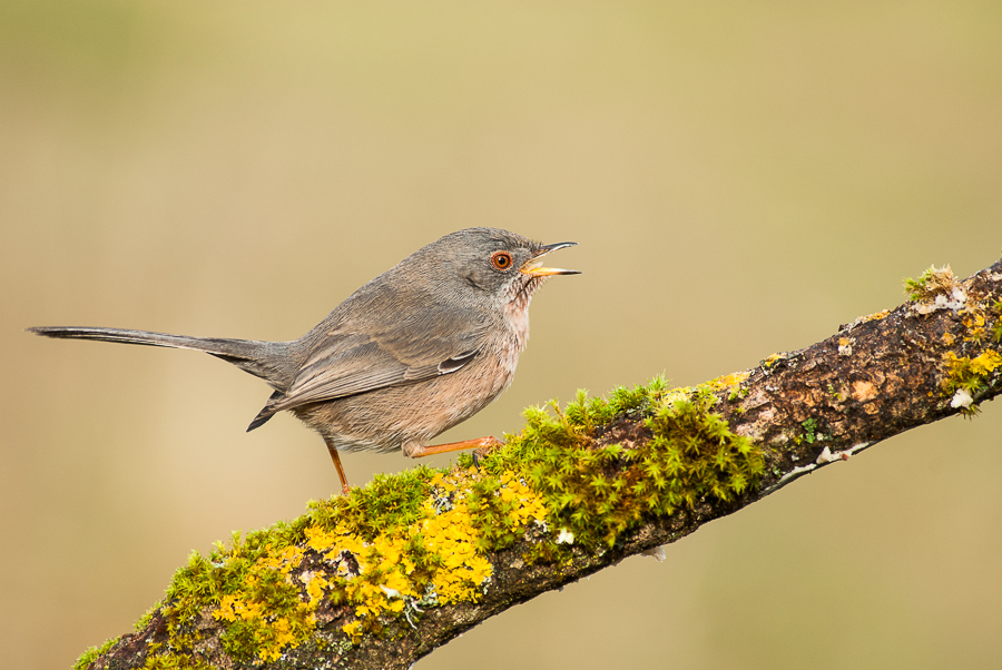 Fotografía de Naturaleza y Viajes: Paseriformes - Passerines (II)