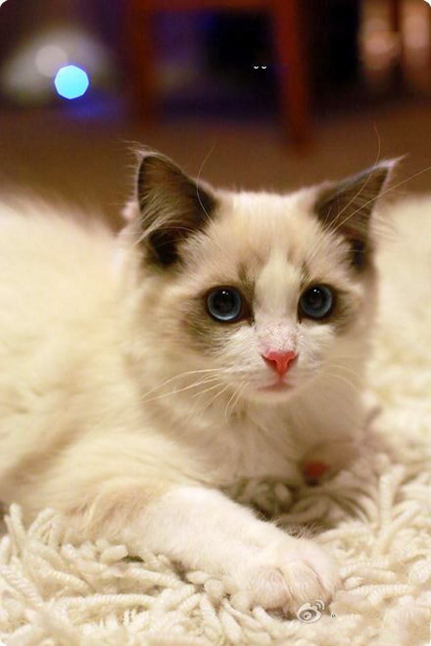 Little Fluffy Baby: Ragdoll-Lovely Baby