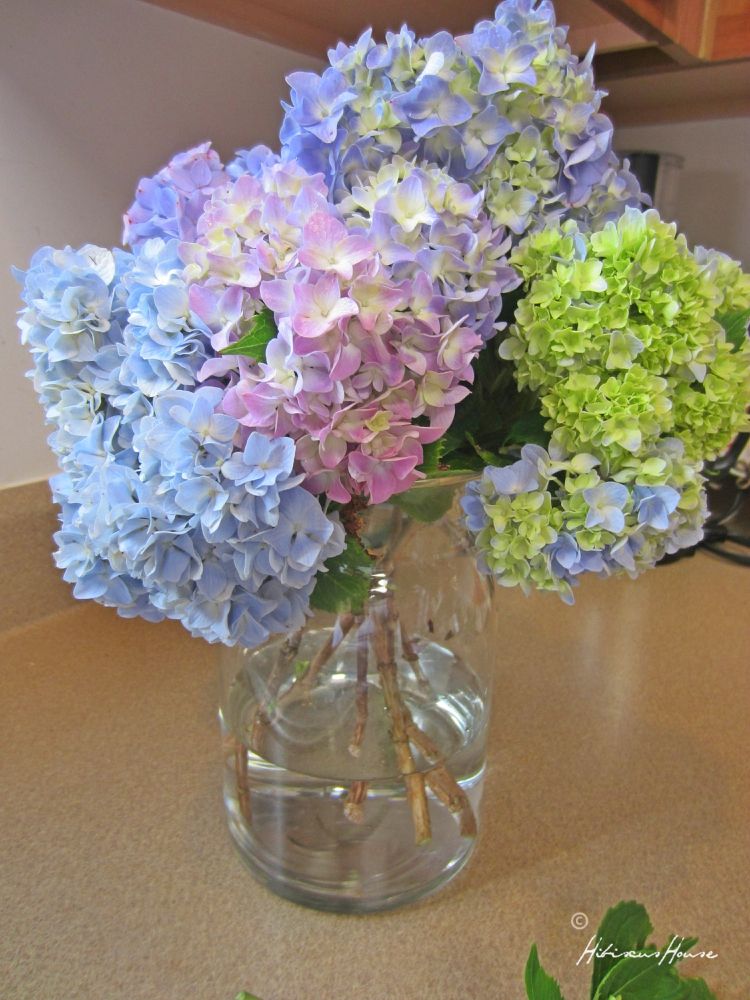 Hibiscus House: Arranging Beautiful Hydrangeas!