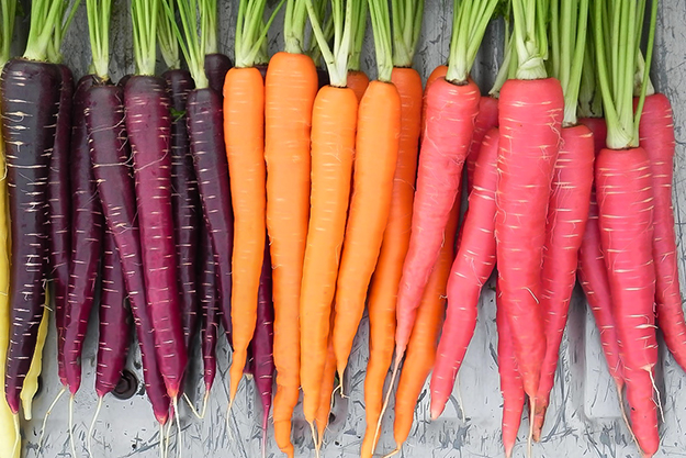 Il mondo della carota