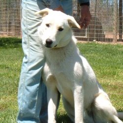 White German Shepherd Lab Mix | Dog German Shepherds