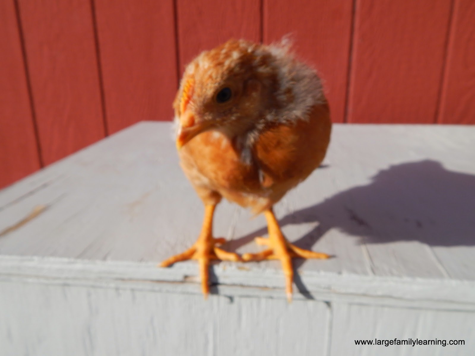 Large Family Learning : Raising Baby Chicks: 4 Weeks Old