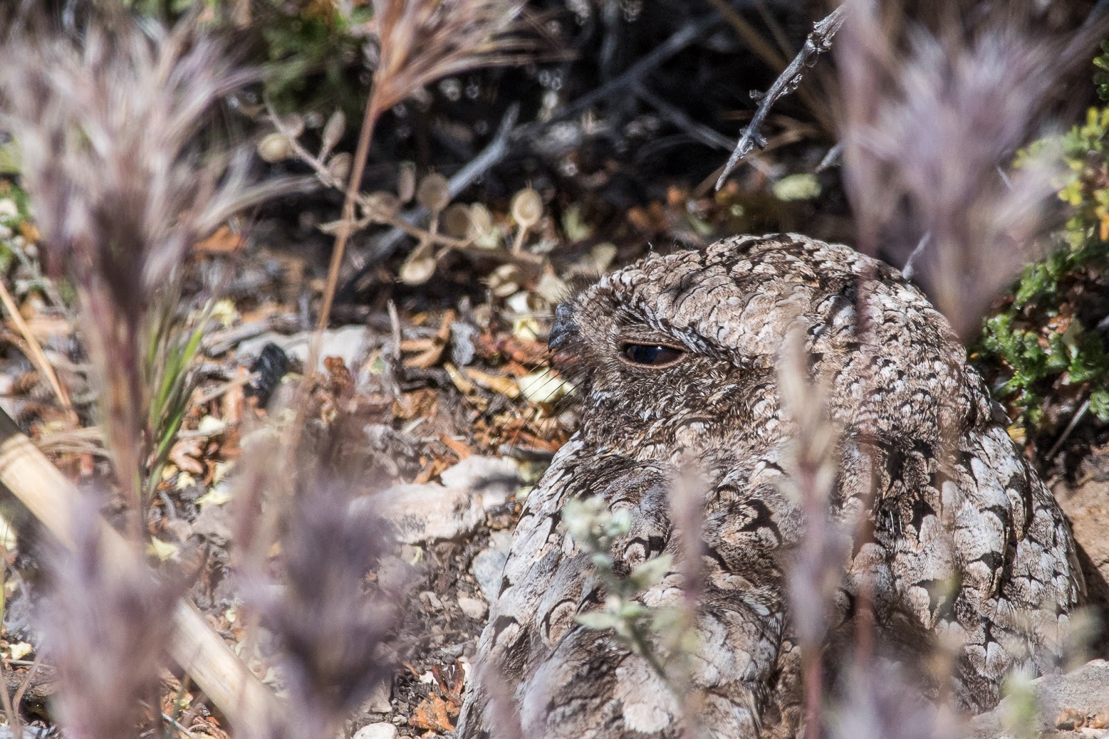 NeoVista Birds and Wildlife: Monitoring a Common Poorwill Nest Site