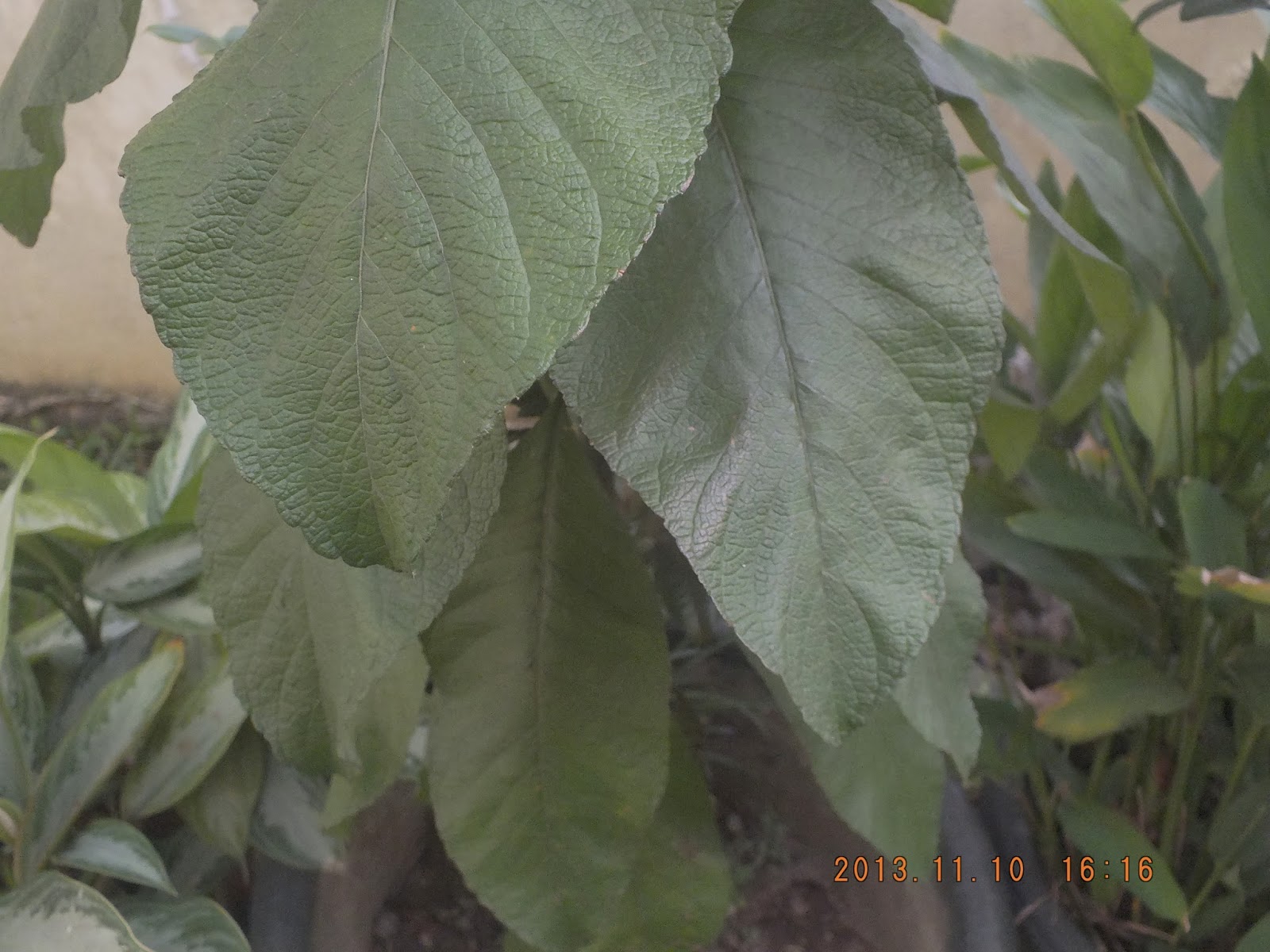 Photography with Dr. Ernie.: Alibhon or Sambong