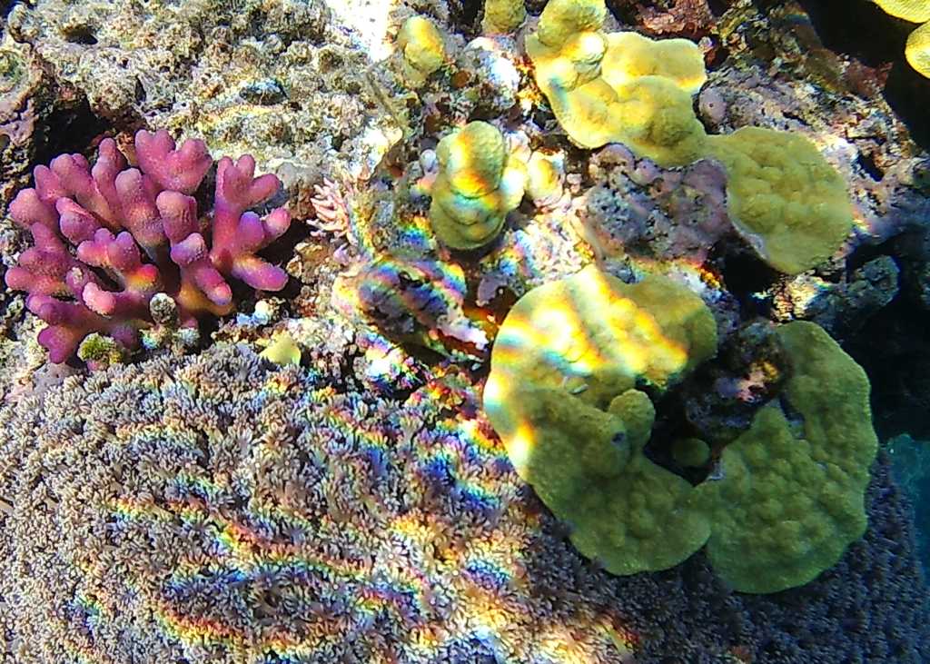 Dreamtime Sail: Great Barrier Reef hopping, first stop Fitzroy Reef