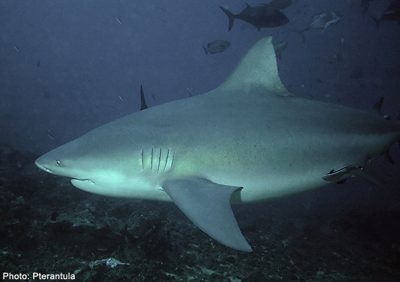 South Carolina Bull Shark: video captures surprise visitor in local ...
