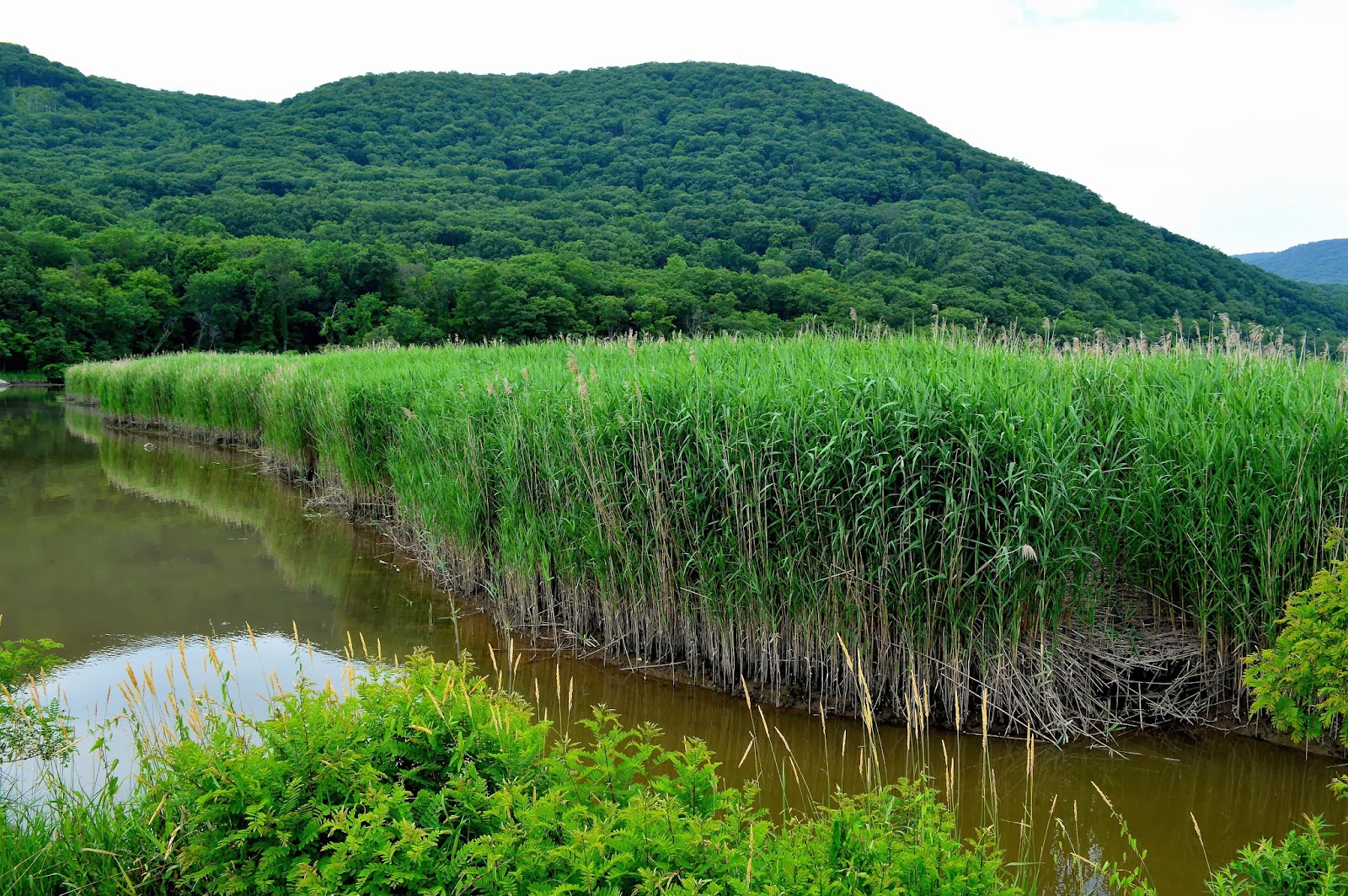 Nature of New York: The Phragmites Invasion