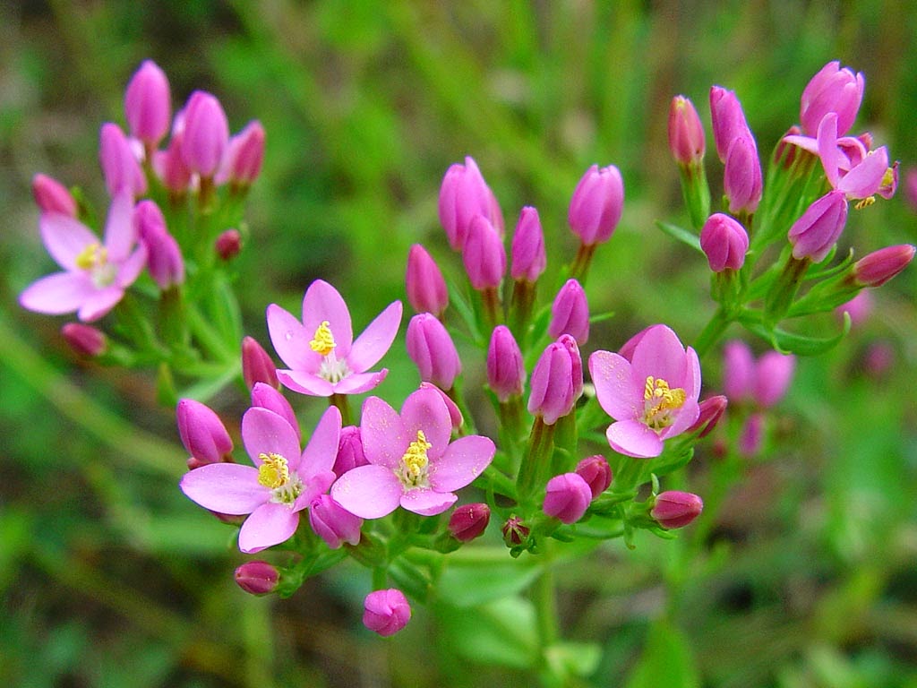 Centaury Tea Benefits ~ Healthy Tea 101