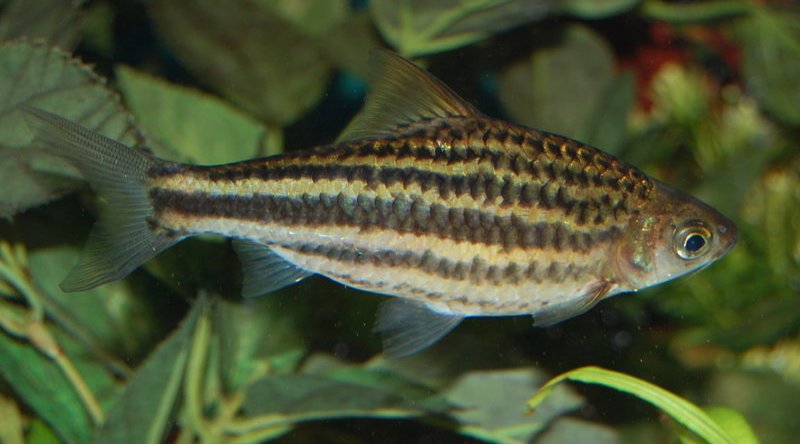 Aquarium Fish: Branded or Lined Barb