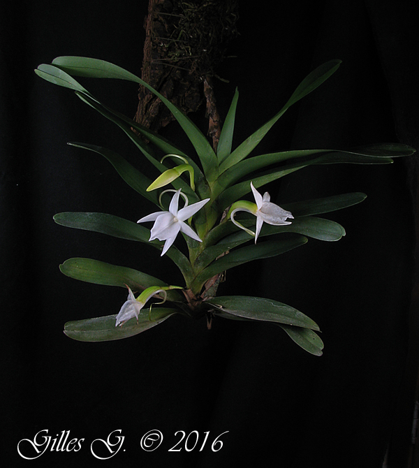 Angraecum curnowianum orchid plant care and culture | Travaldo's blog