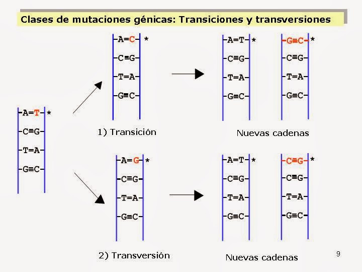 BIOLOGÍA 3º SECUNDARIA: Mutaciones